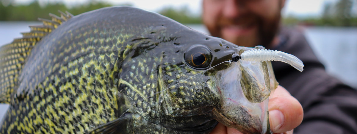 How to find & Catch Ice-out Spring Crappies - Marcum Tech